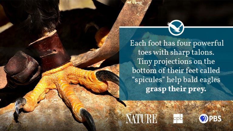 Bald Eagle Fact Sheet | Blog | Nature | PBS