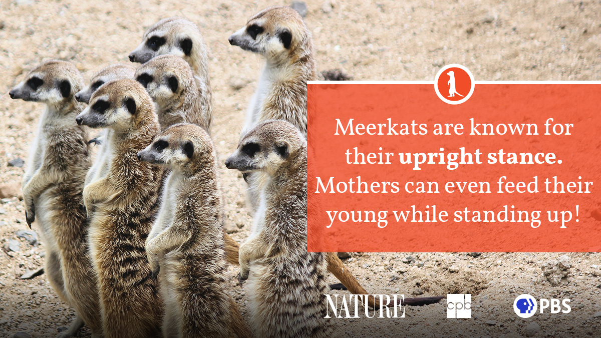 Meerkat Fact Sheet | Blog | Nature | PBS