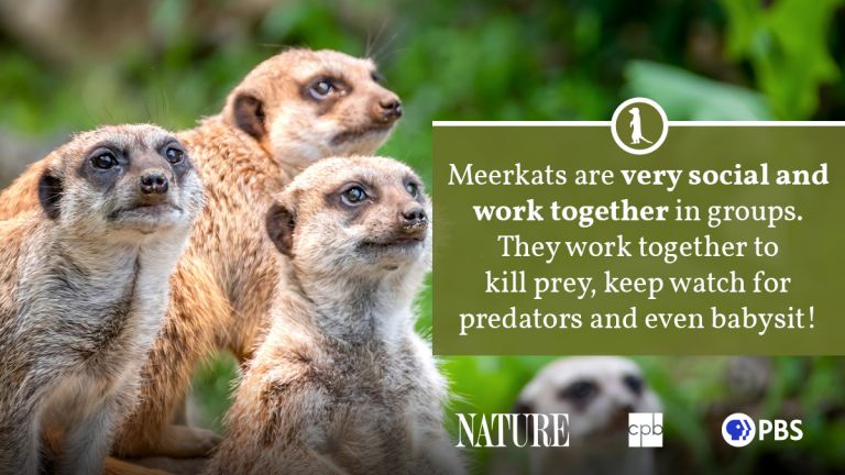 Meerkat Fact Sheet | Blog | Nature | PBS