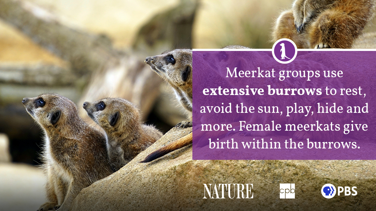Meerkat Fact Sheet | Blog | Nature | PBS