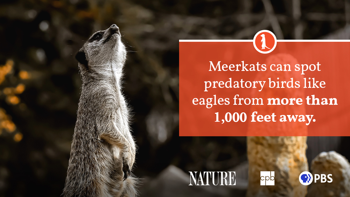 Meerkat Fact Sheet | Blog | Nature | PBS