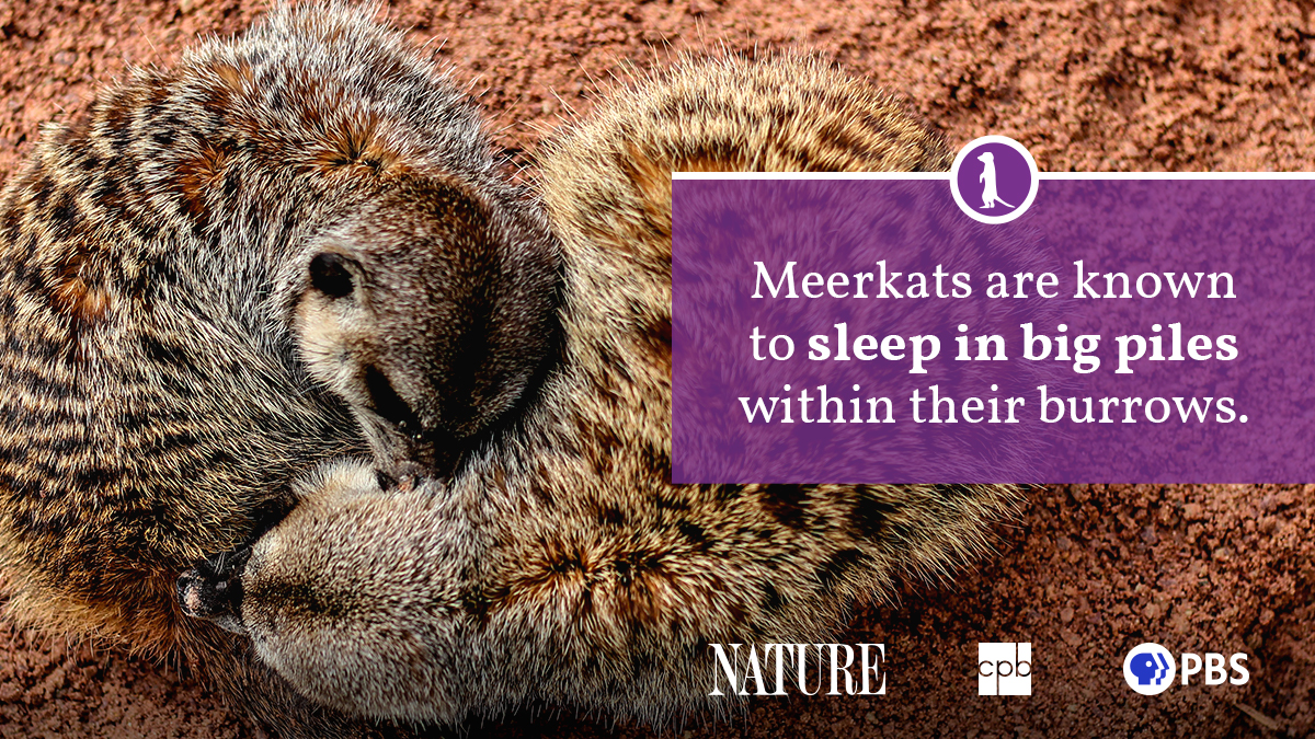 Meerkat Fact Sheet | Blog | Nature | PBS