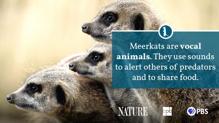 Meerkat Fact Sheet | Blog | Nature | PBS