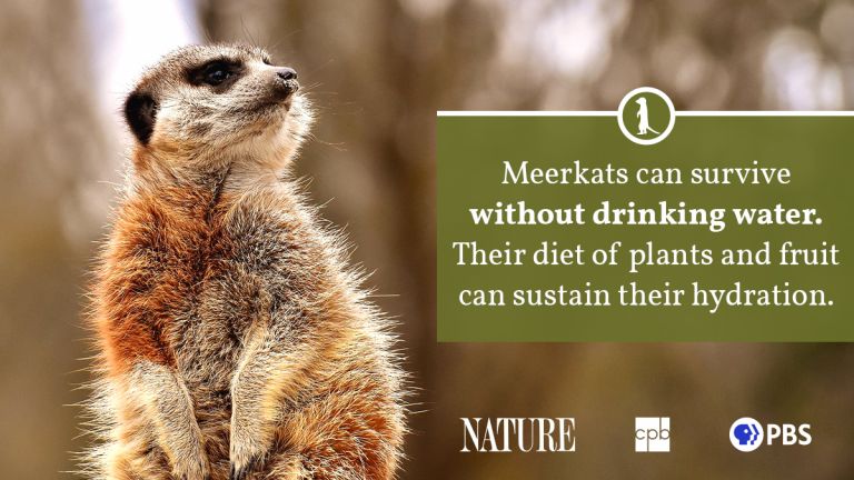 Meerkat Fact Sheet | Blog | Nature | PBS