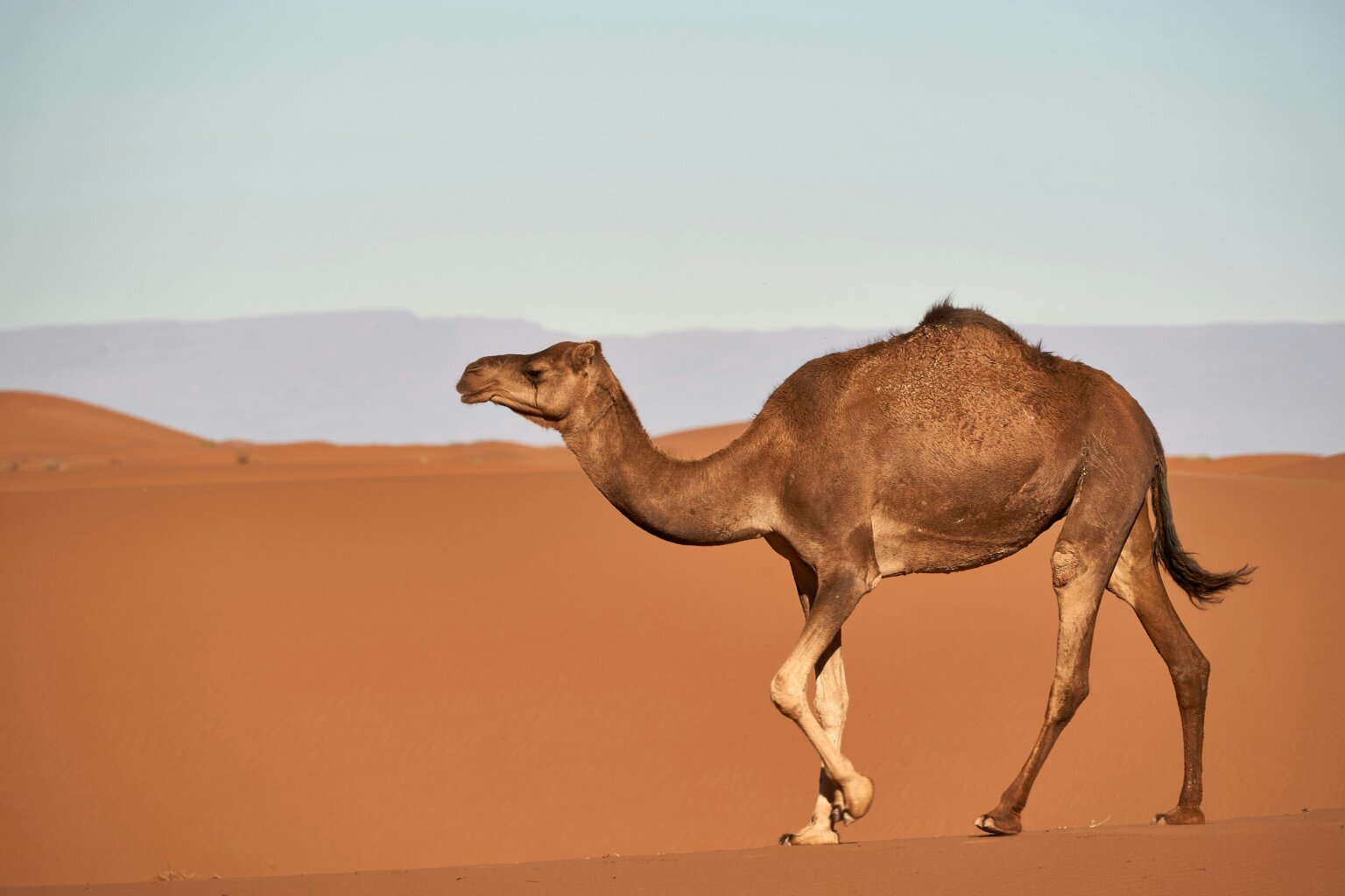 Camello 101 | Camel Fact Sheet (Spanish) | Blog | Nature | PBS