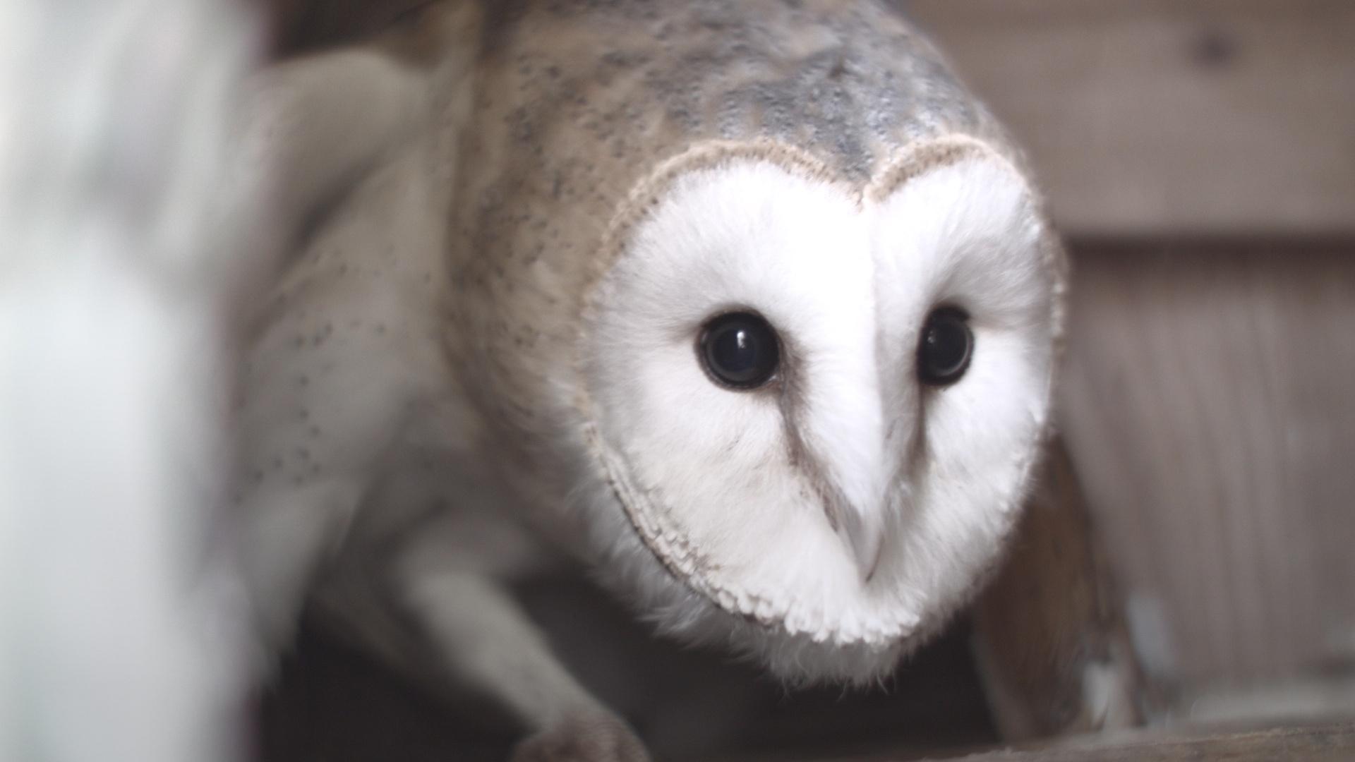 The Orphan Owl | Backyard Nature | Nature | PBS