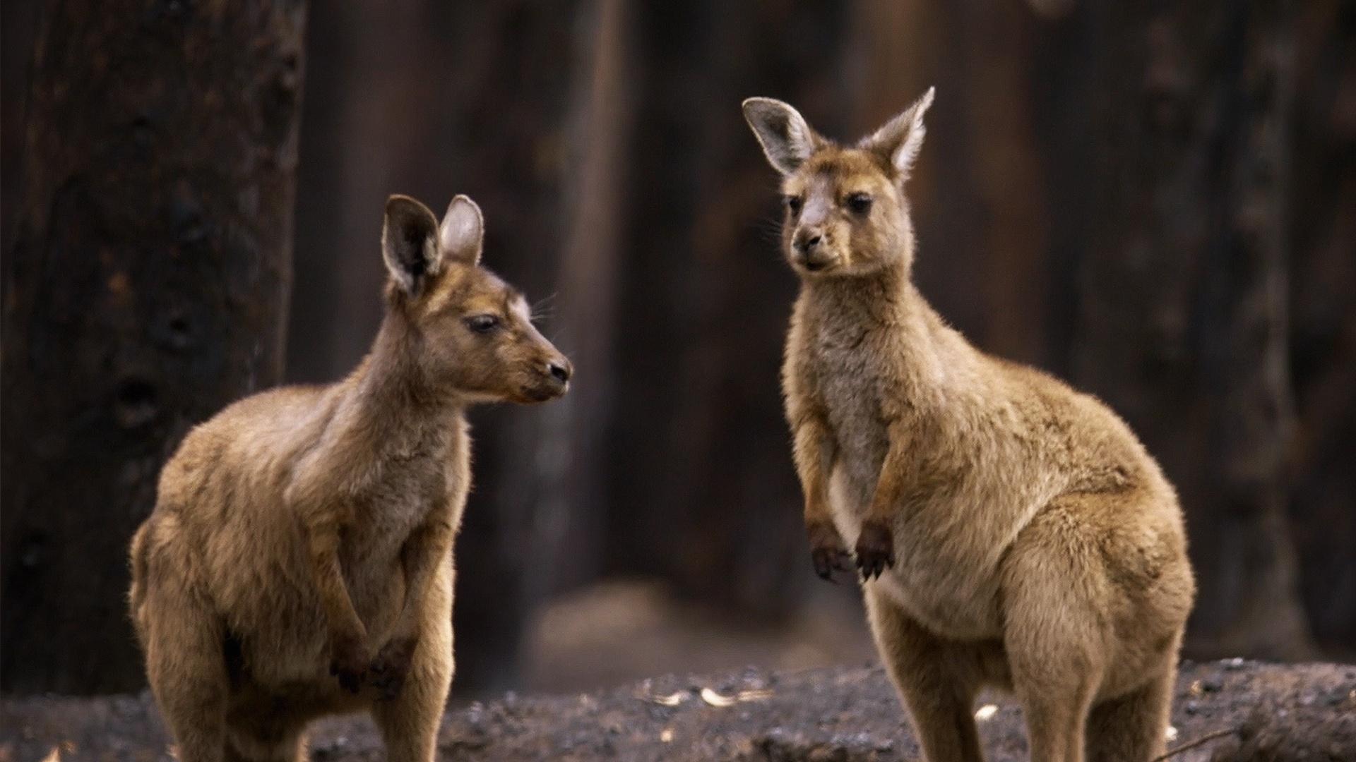 Australian Bushfire Rescue | Two Orphan Joeys Welcomed Into New Home ...