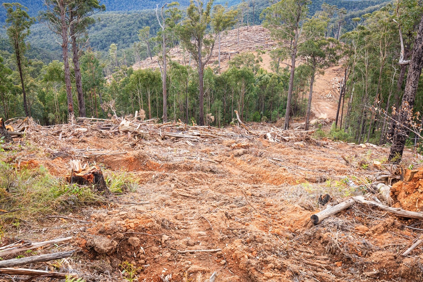 How Australia Can Rise From The Ashes | Blog | Nature | PBS