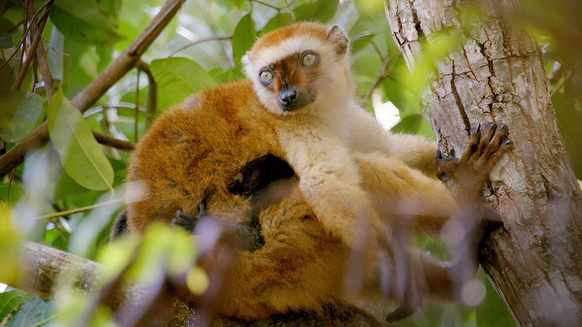 Primates: Episode One | Lemurs' Jungle Pharmacy | Nature | PBS