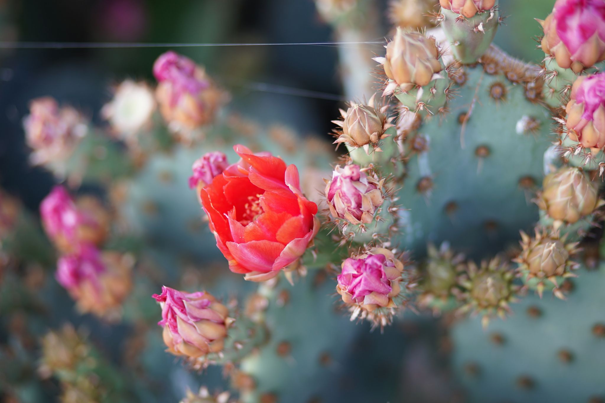 Cacti: Dangerous Beauty | Nature Nation | Blog | Nature | PBS