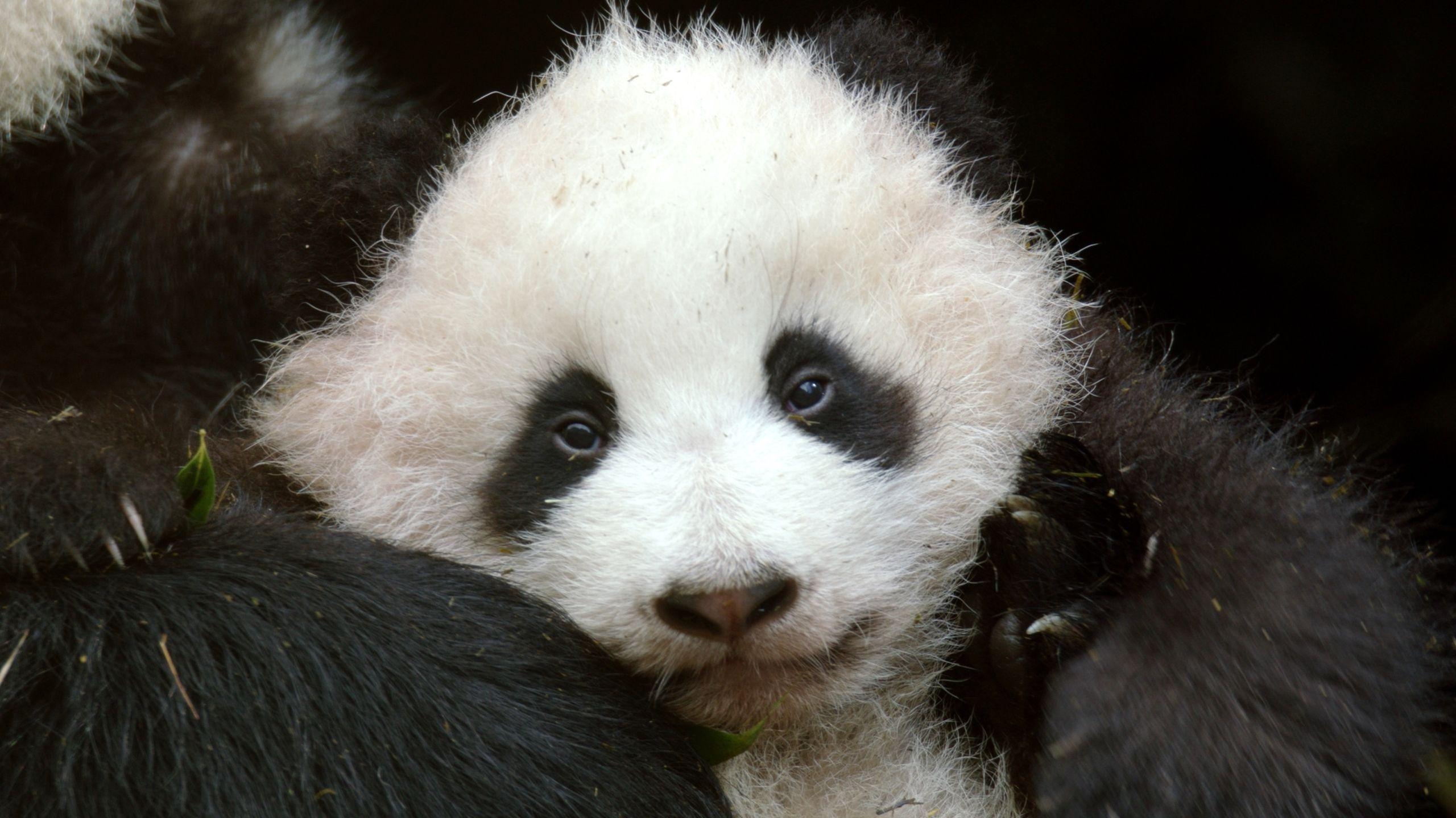Good NATURE: Pandas: Born to be Wild | Blog | Nature | PBS
