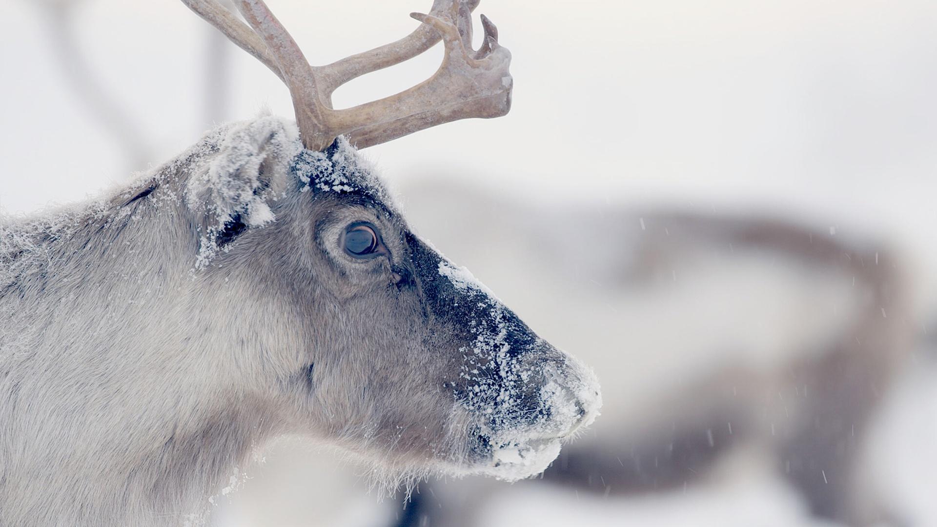 Santa's Wild Home | Follow Thousands of Reindeer on an Epic Journey ...