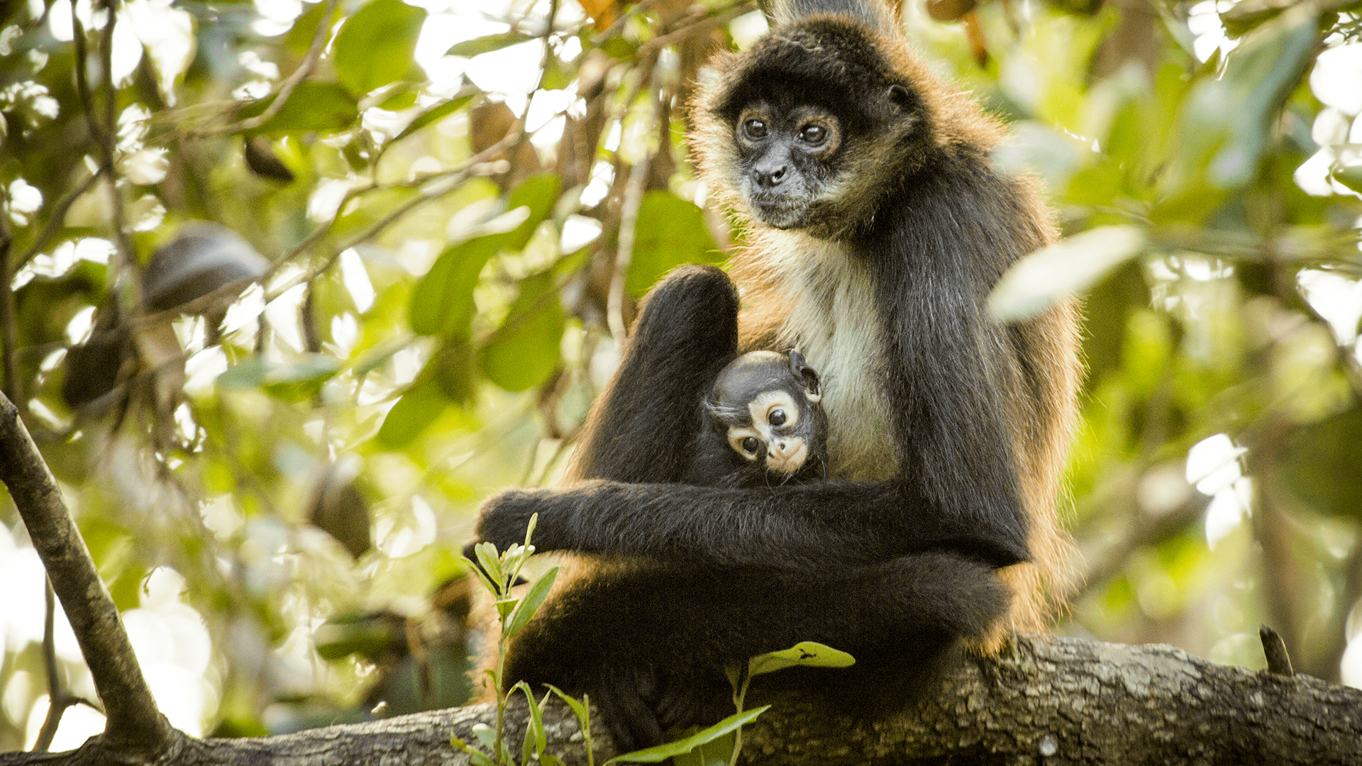 Rainforest Monkeys