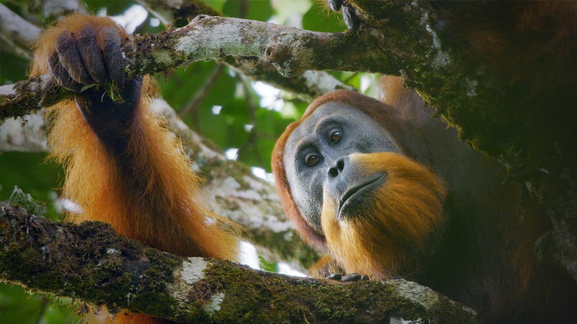 Primates: Episode Two | New Orangutan Species Filmed for First Time ...