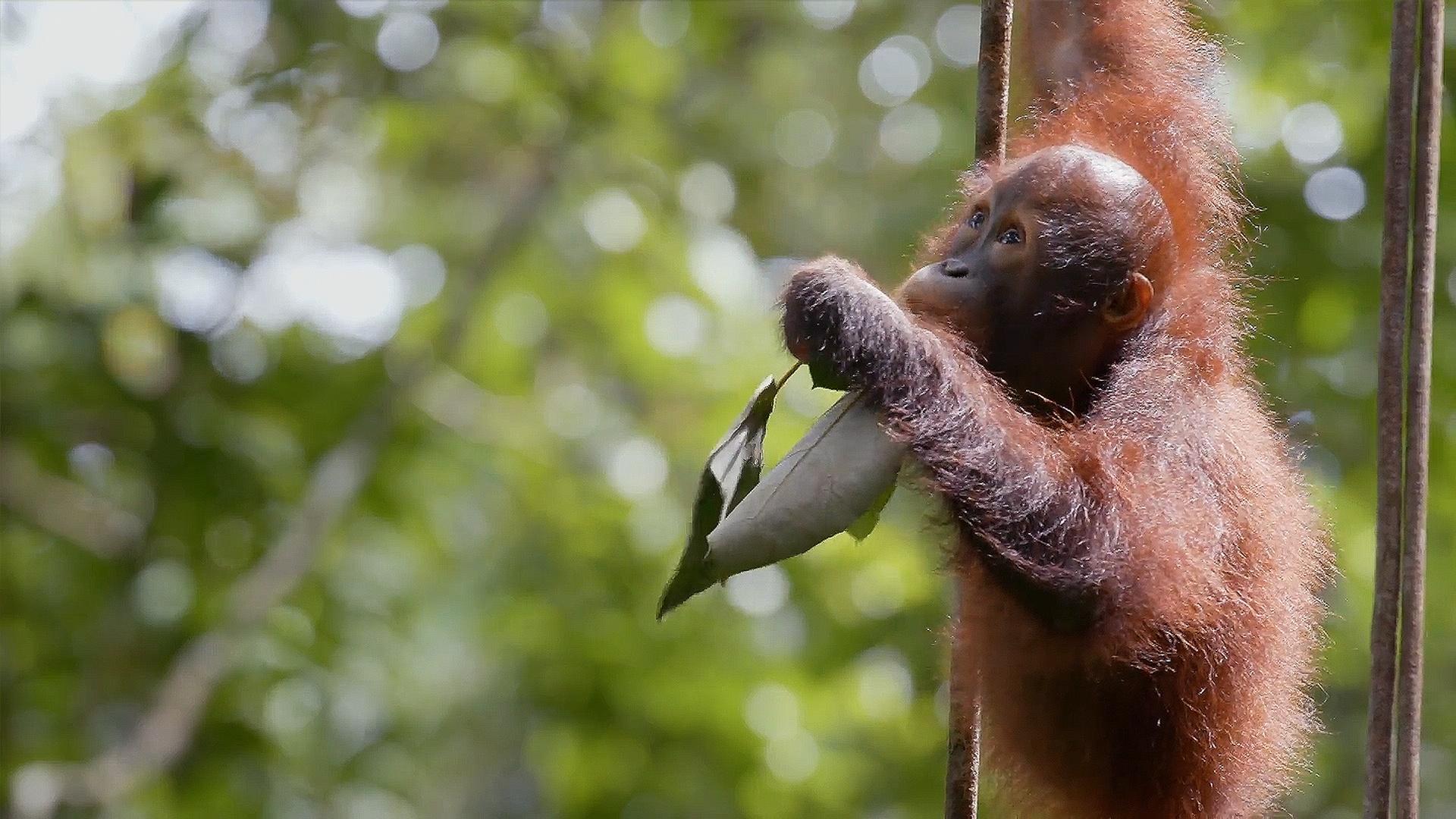 Primates: Episode Three | Orangutan Orphans Learn to Climb | Nature | PBS