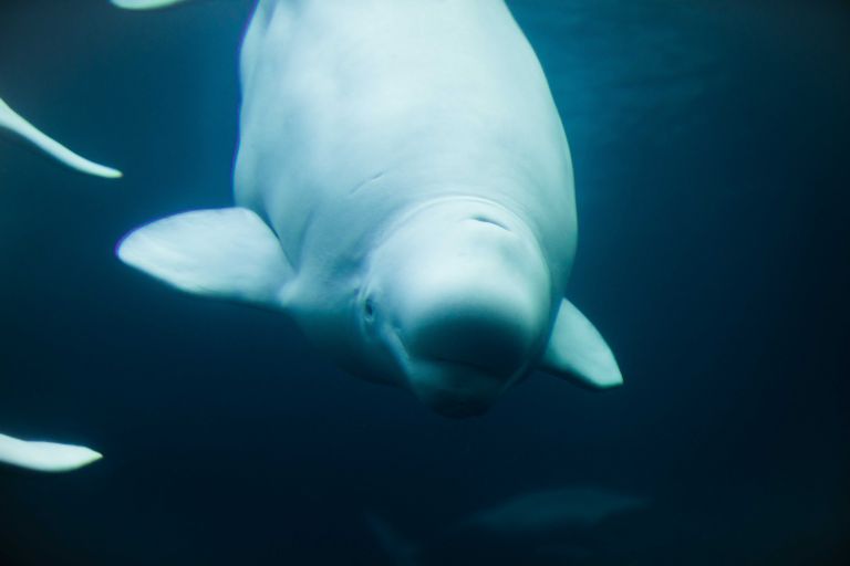 Beluga Bits | Nature Nation | Blog | Nature | PBS
