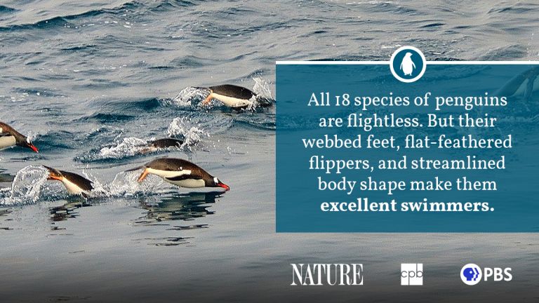 Penguin Fact Sheet | Blog | Nature | PBS