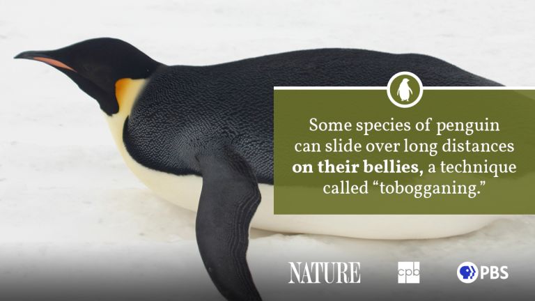 Penguin Fact Sheet | Blog | Nature | PBS