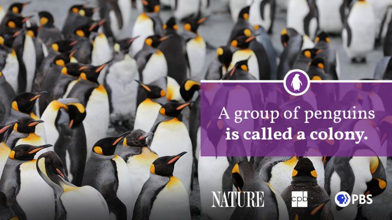 Penguin Fact Sheet | Blog | Nature | PBS
