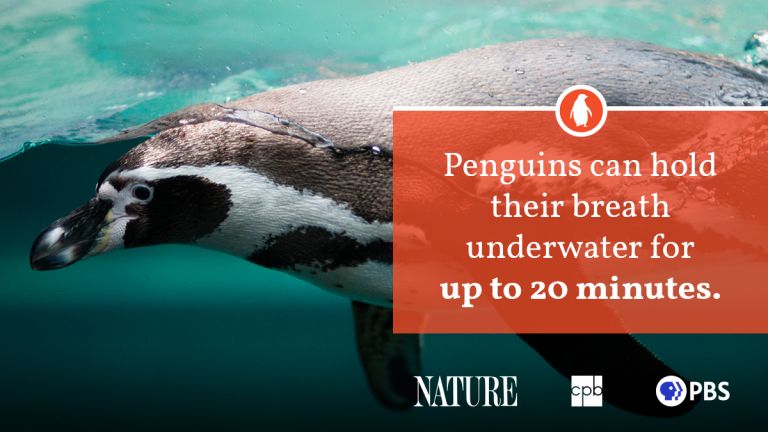 Penguin Fact Sheet | Blog | Nature | PBS