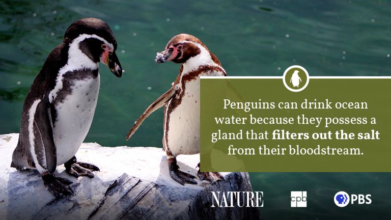 Penguin Fact Sheet | Blog | Nature | PBS