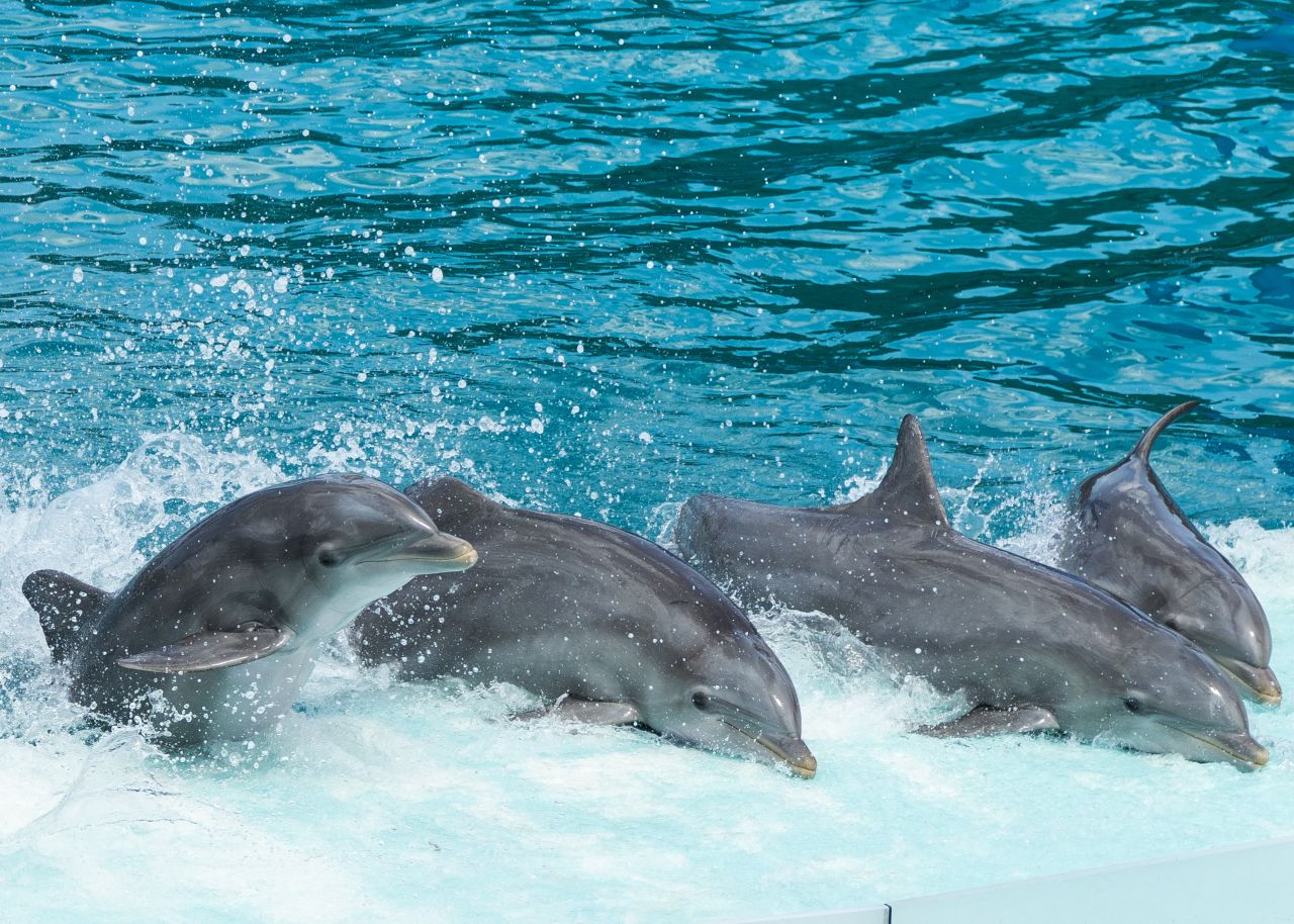 Dolphin Chat | Nature Nation | Blog | Nature | PBS