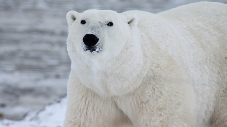 Polar Bear Fact Sheet | Blog | Nature | PBS