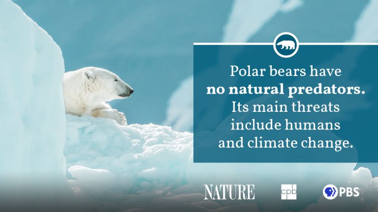 Polar Bear Fact Sheet | Blog | Nature | PBS