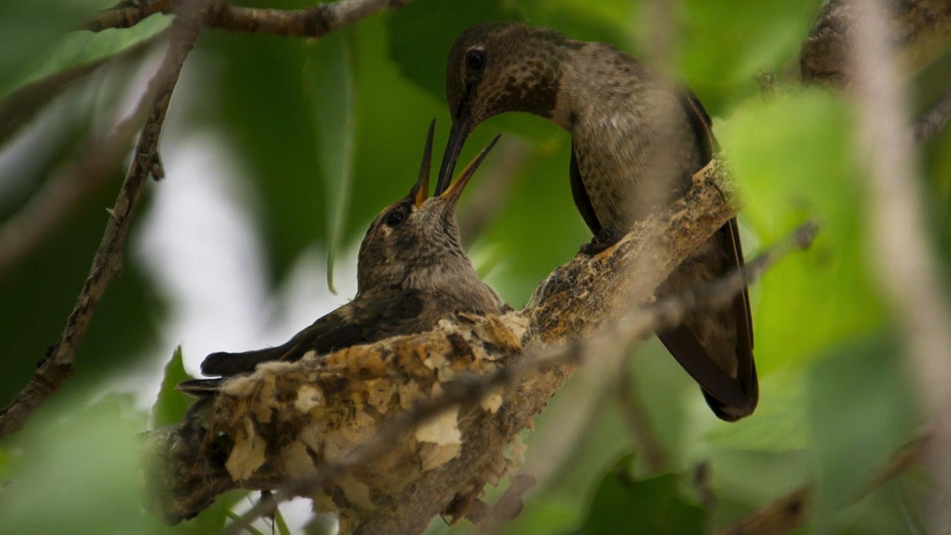 Bee Hummingbird Nest