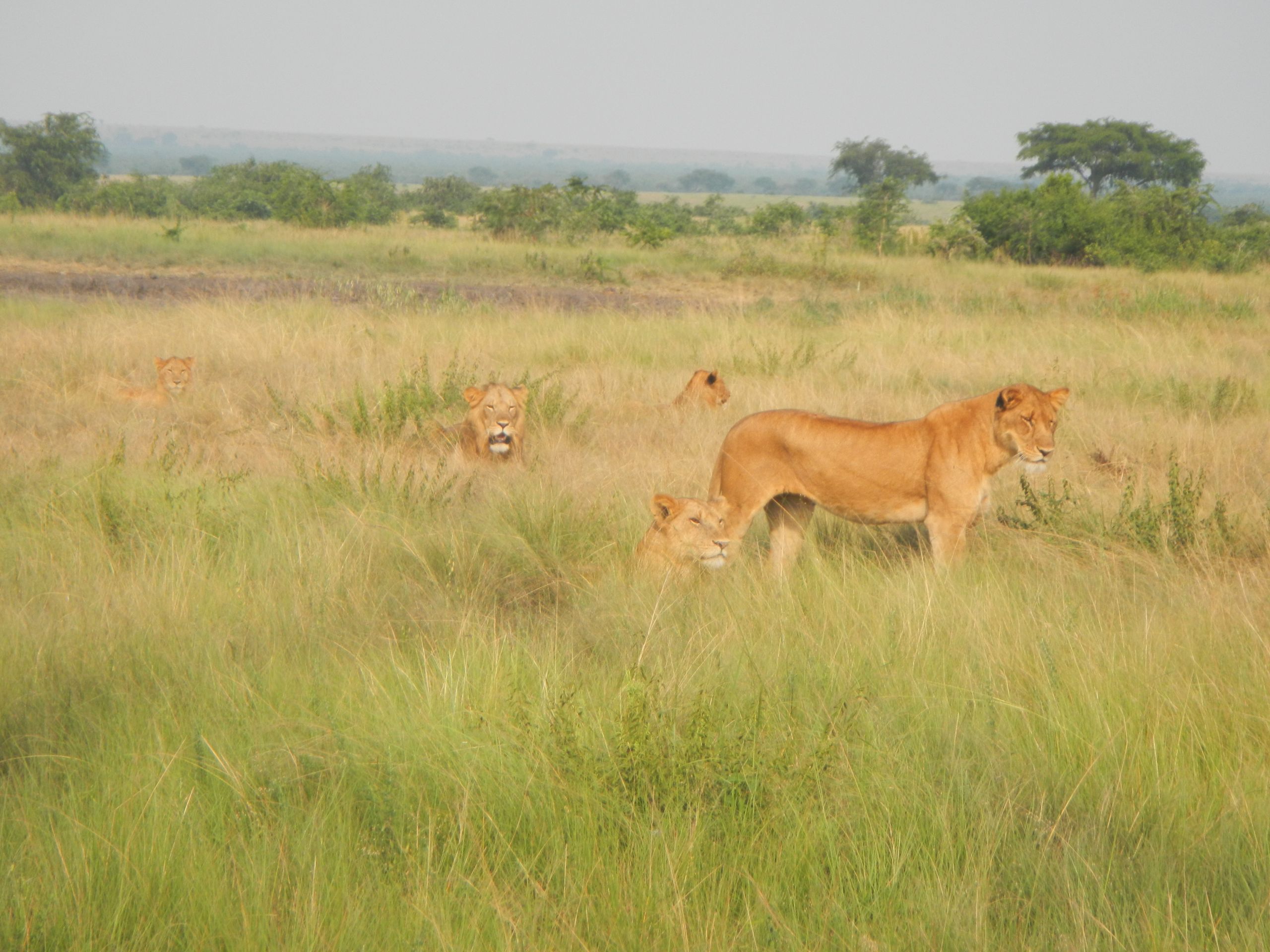 Jacob's Story: Saving an Injured Lion in Uganda | Blog | Nature | PBS