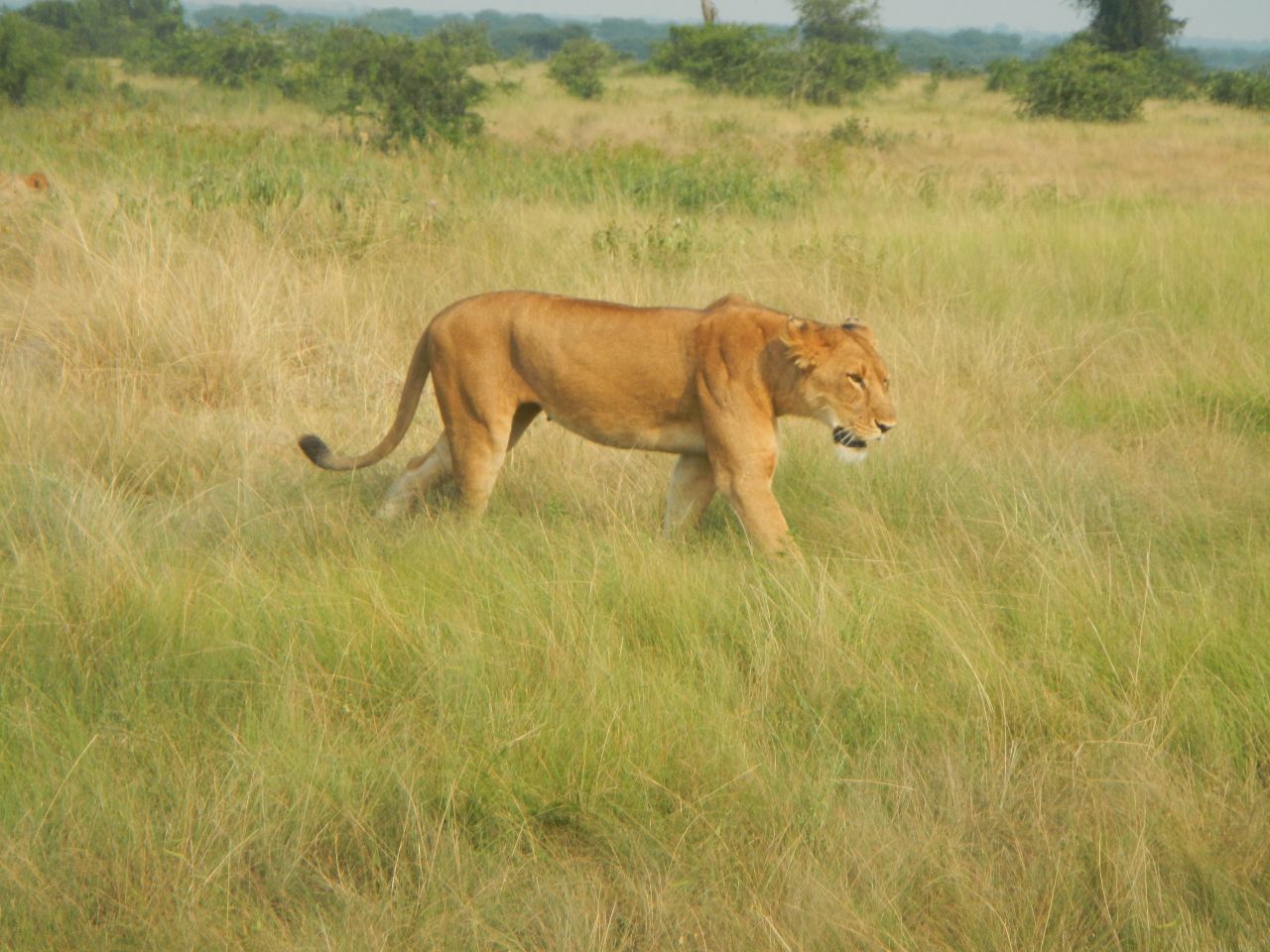 Jacob's Story: Saving an Injured Lion in Uganda | Blog | Nature | PBS
