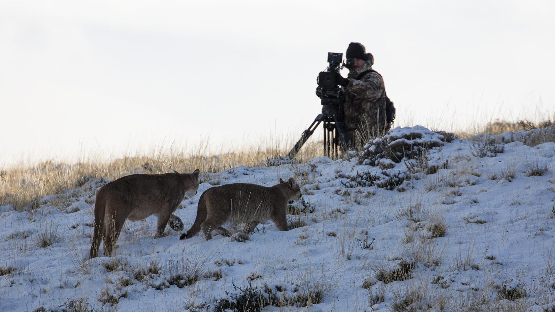 Behind the Scenes of Pumas: Legends of the Ice Mountains | Nature | PBS