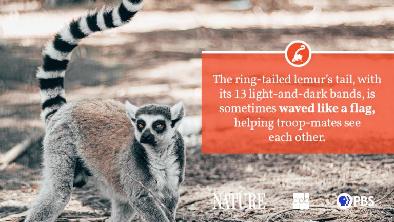 Ring-Tailed Lemur Fact Sheet | Blog | Nature | PBS