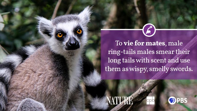 Ring-Tailed Lemur Fact Sheet | Blog | Nature | PBS