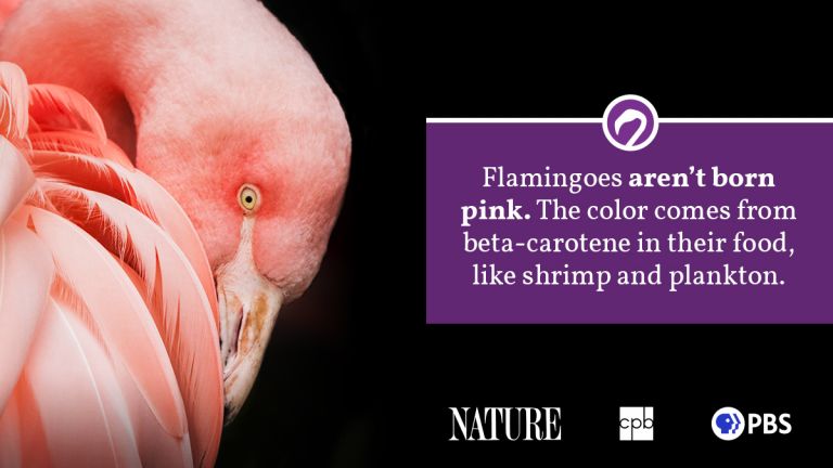 Flamingo Fact Sheet | Blog | Nature | PBS