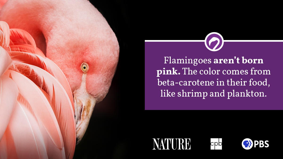 Flamingo Fact Sheet | Blog | Nature | PBS
