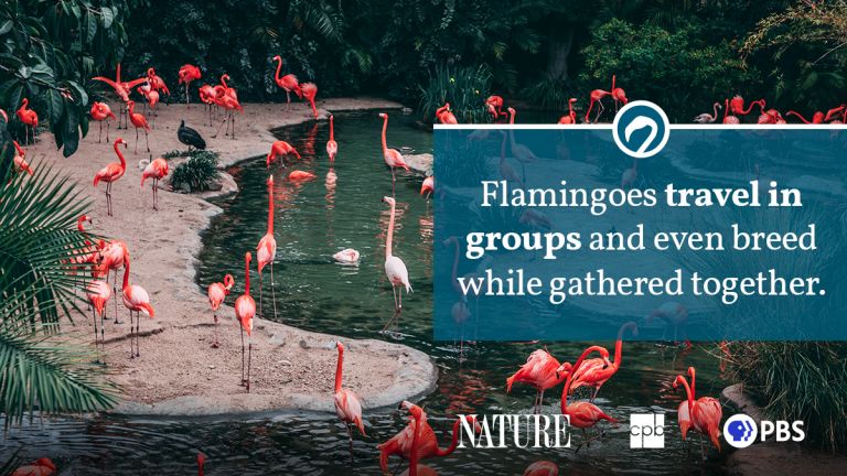 Flamingo Fact Sheet | Blog | Nature | PBS