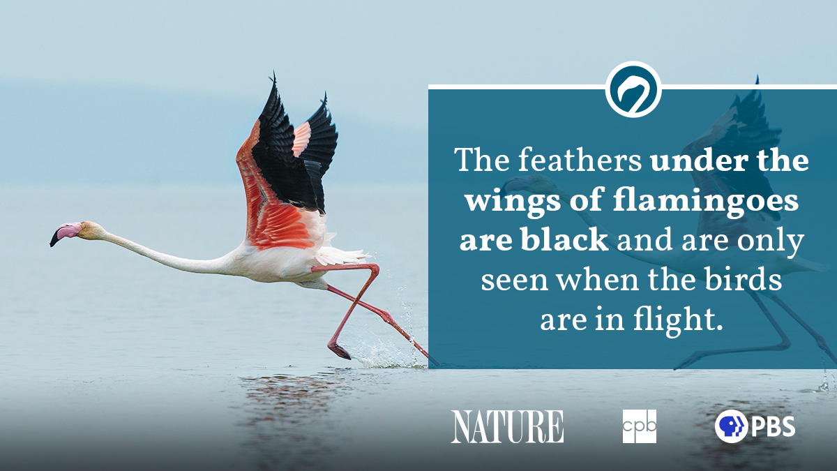 Flamingo Fact Sheet | Blog | Nature | PBS