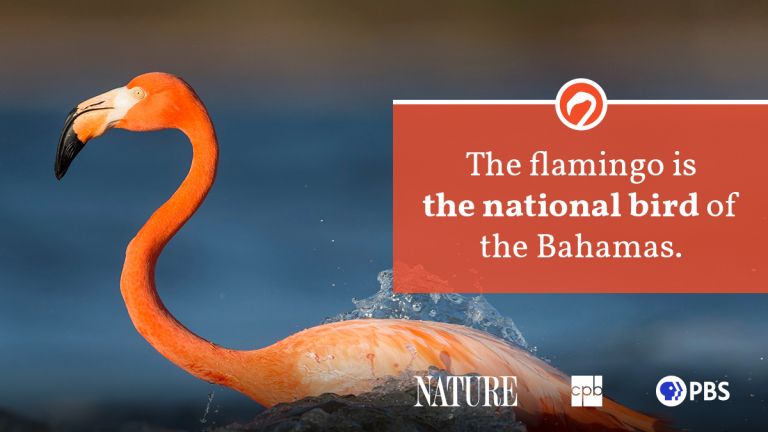 Flamingo Fact Sheet | Blog | Nature | PBS