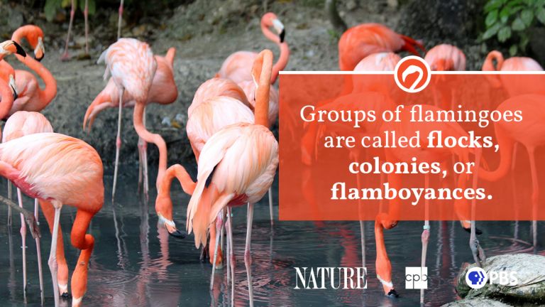 Flamingo Fact Sheet | Blog | Nature | PBS