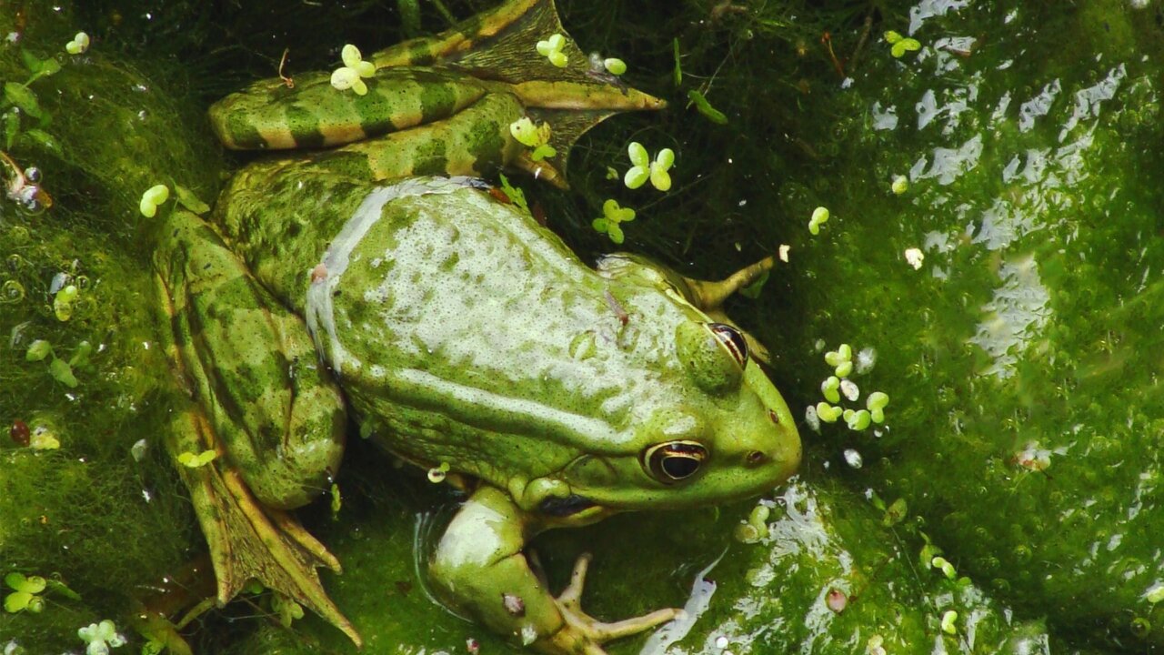 Frog Fact Sheet | Blog | Nature | PBS
