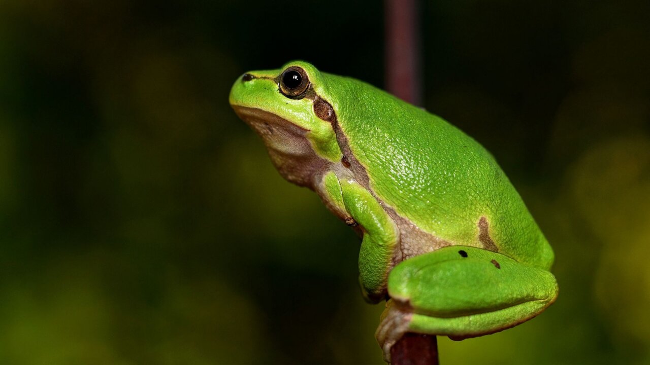 Frog Fact Sheet | Blog | Nature | PBS