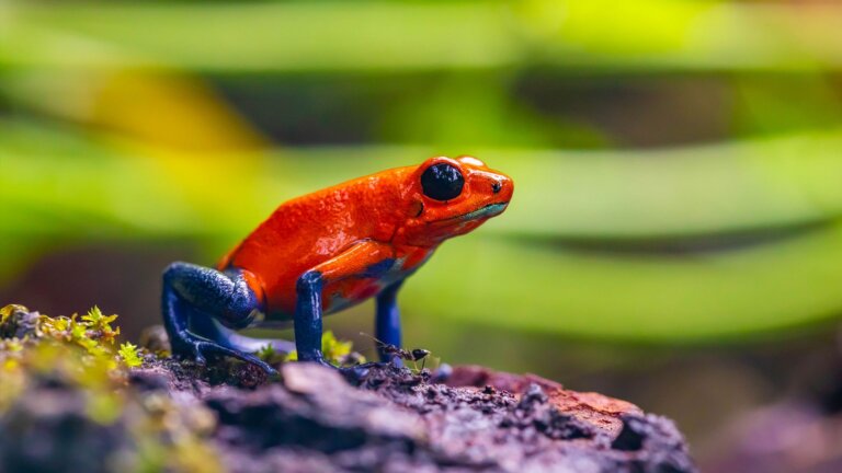 Frog Fact Sheet | Blog | Nature | PBS