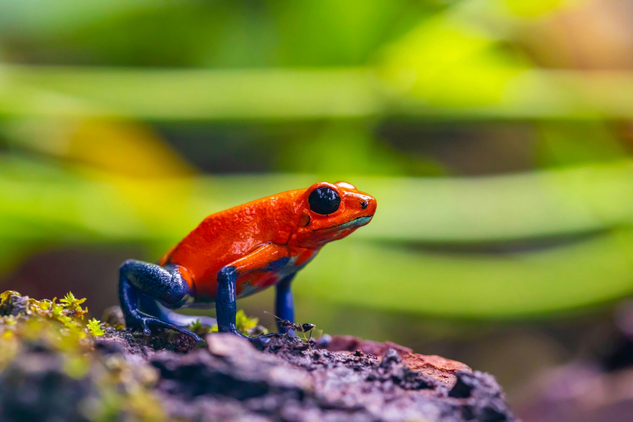 Frog Fact Sheet | Blog | Nature | PBS