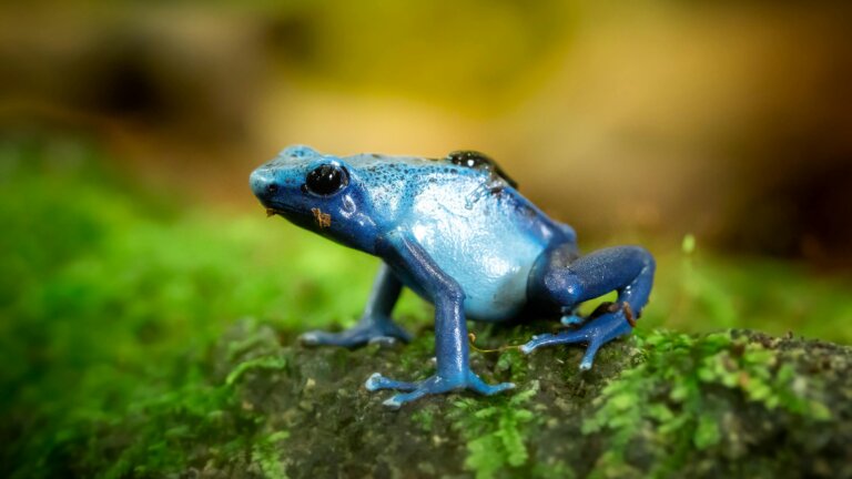Frog Fact Sheet | Blog | Nature | PBS