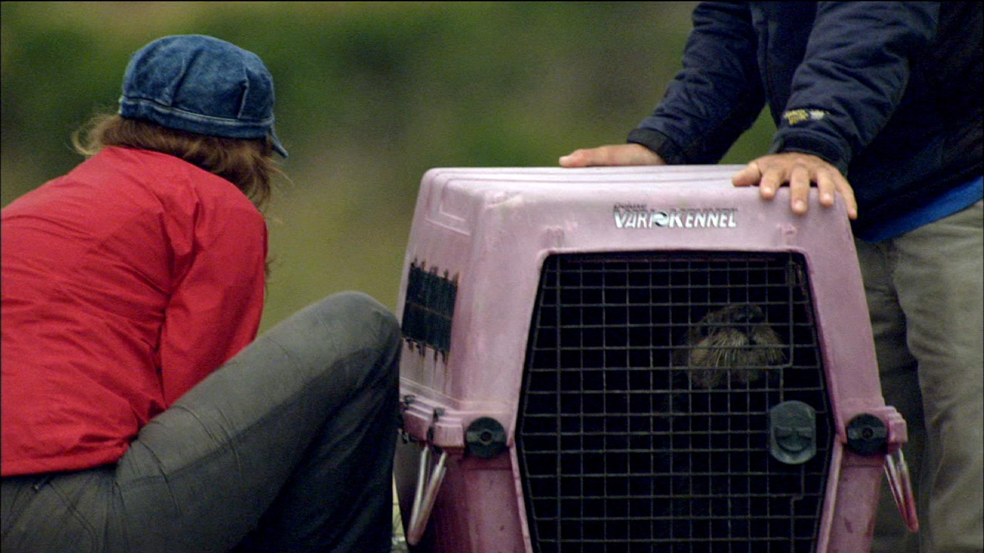 Saving Otter 501: Otter 501 Back in the Wild | Nature | PBS