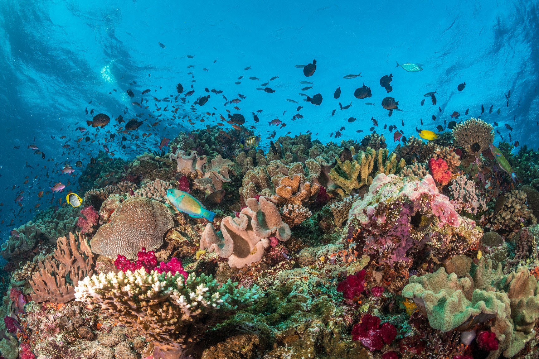 Why Fiji's 'Green' Recovery From Covid-19 Must Prioritize the Ocean ...