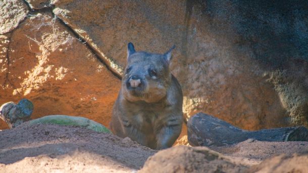 Wombat Fact Sheet | Blog | Nature | PBS