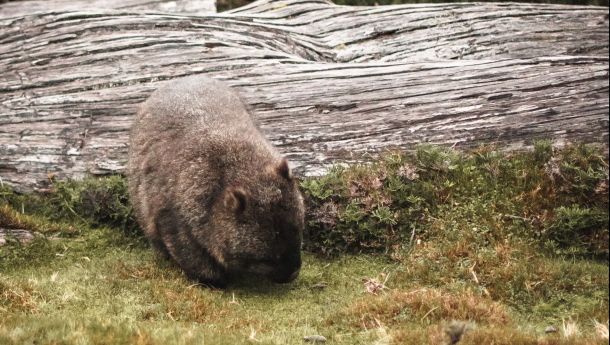 Wombat Fact Sheet | Blog | Nature | PBS