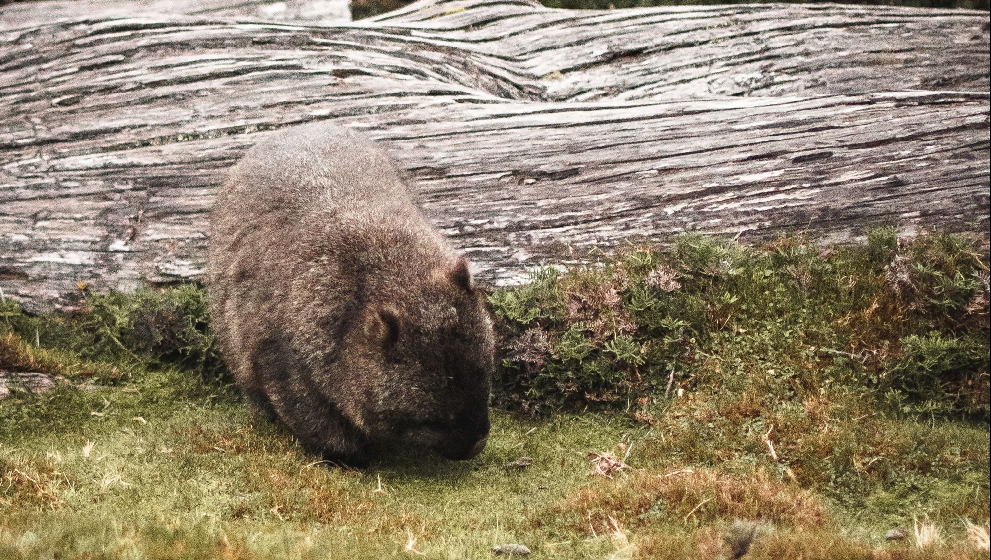 Wombat Fact Sheet | Blog | Nature | PBS